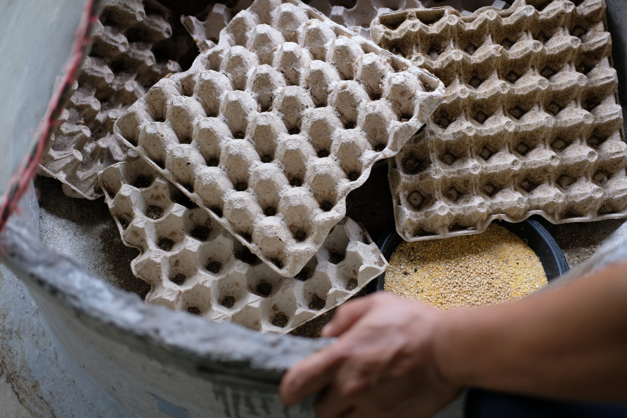 Allevamento di insetti commestibili » Alia Insect Farm