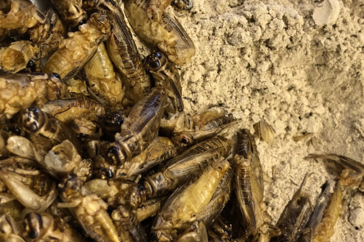 Chi siamo » Alia Insect Farm