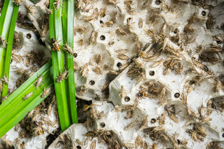 Chi siamo » Alia Insect Farm