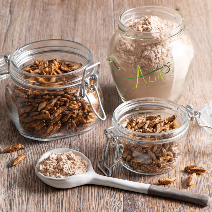 Alimenti sostenibili e allevamento di grilli » Alia Insect Farm