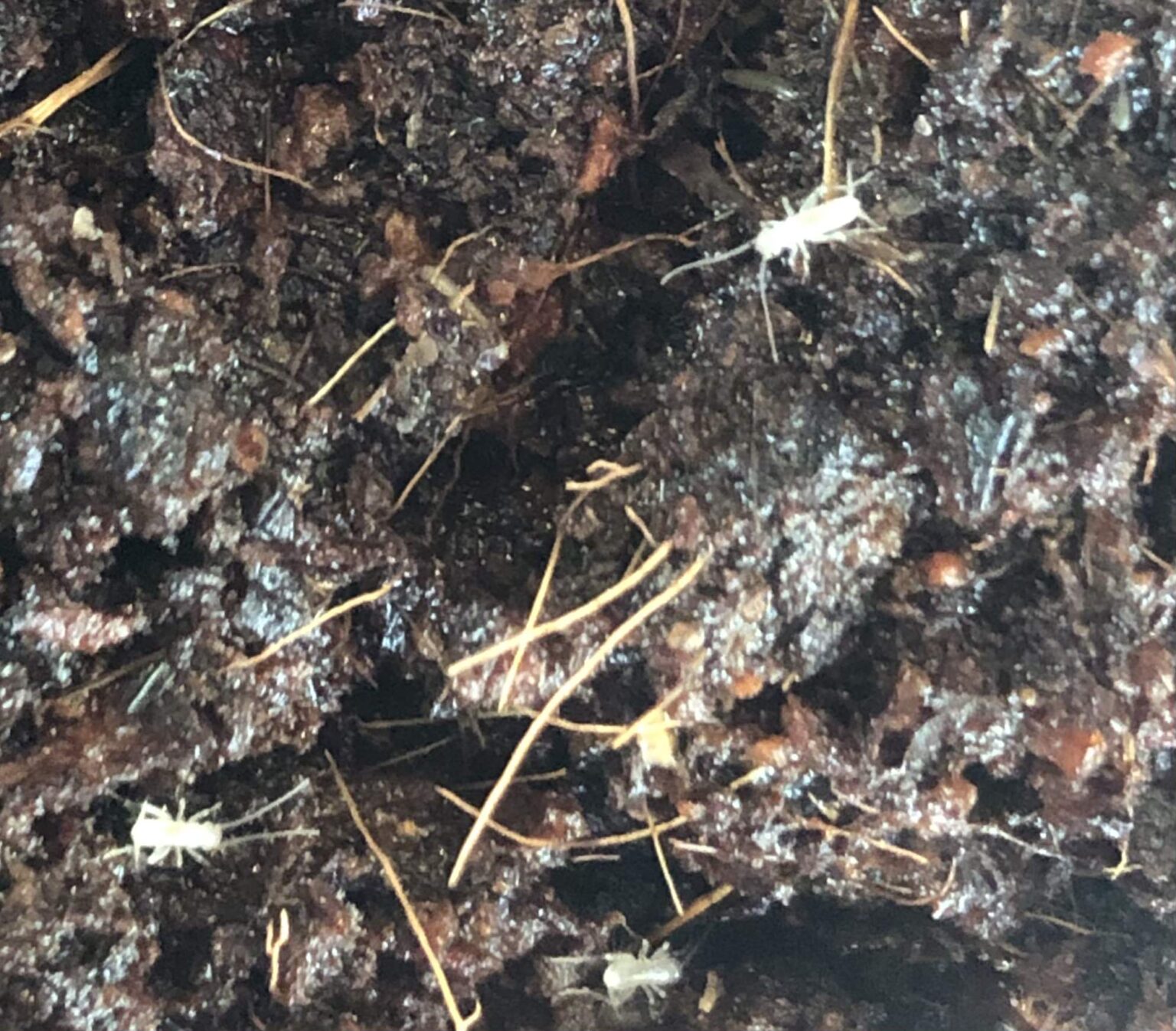 Incubare le uova di grillo Acheta domesticus » Alia Insect Farm