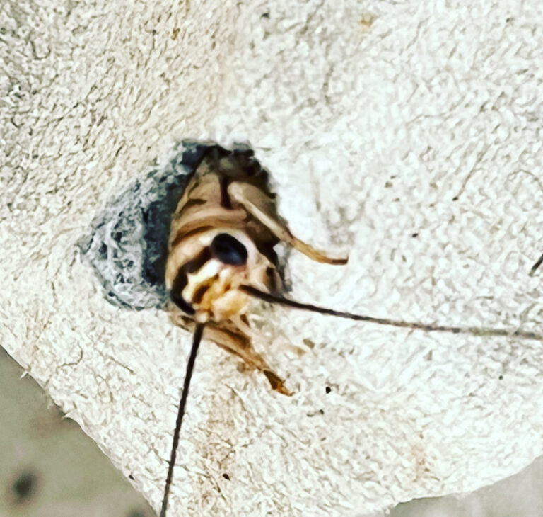 Acheta domesticus Novel Food » Alia Insect Farm